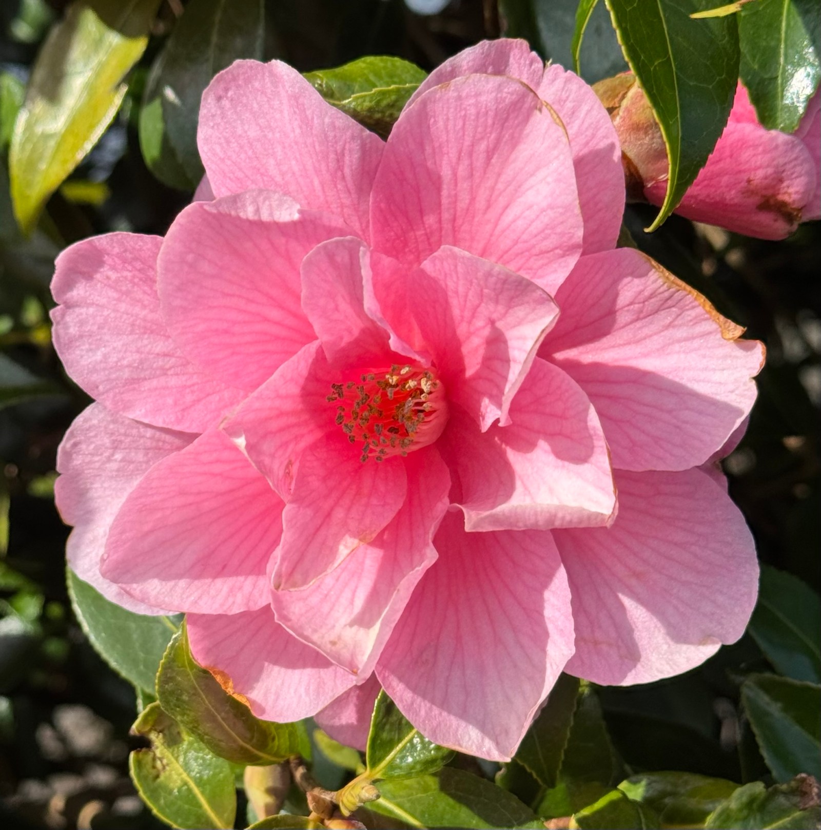 Kells Presbyterian Church