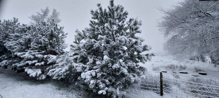 Announcements and Order of Service, Sunday 18th of January, 2026 ...